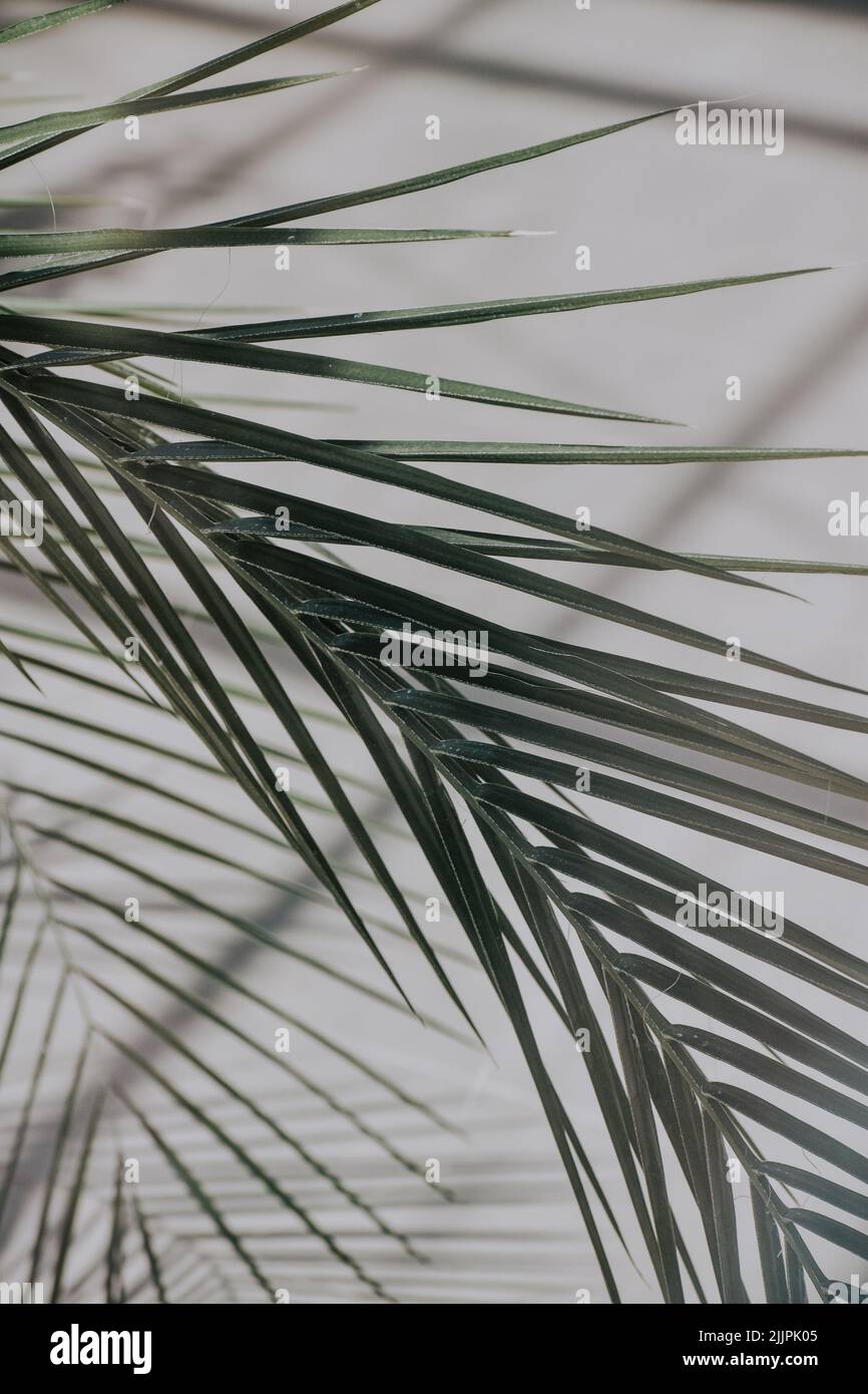 A vertical shot of palma leaves against the white wall in Lasi, Romania ...