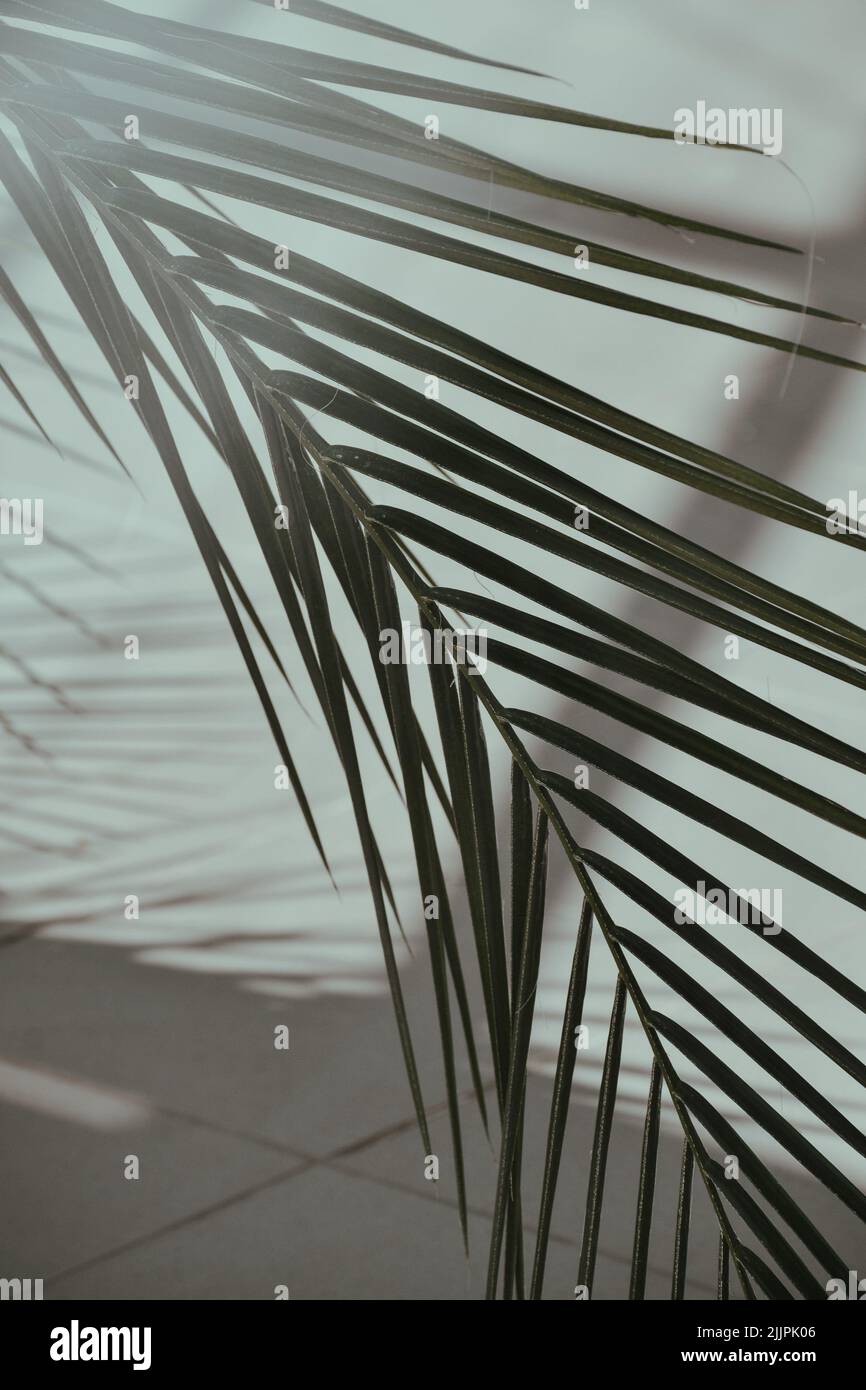 A vertical shot of palma leaves against the white wall in Lasi, Romania ...