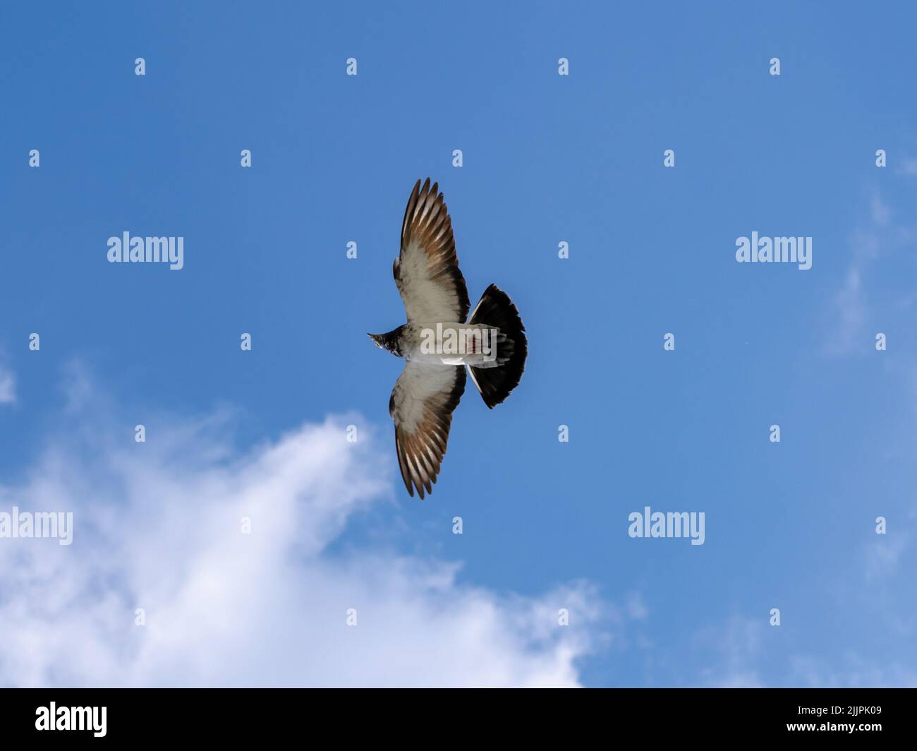 Romania wildlife bird hi-res stock photography and images - Alamy