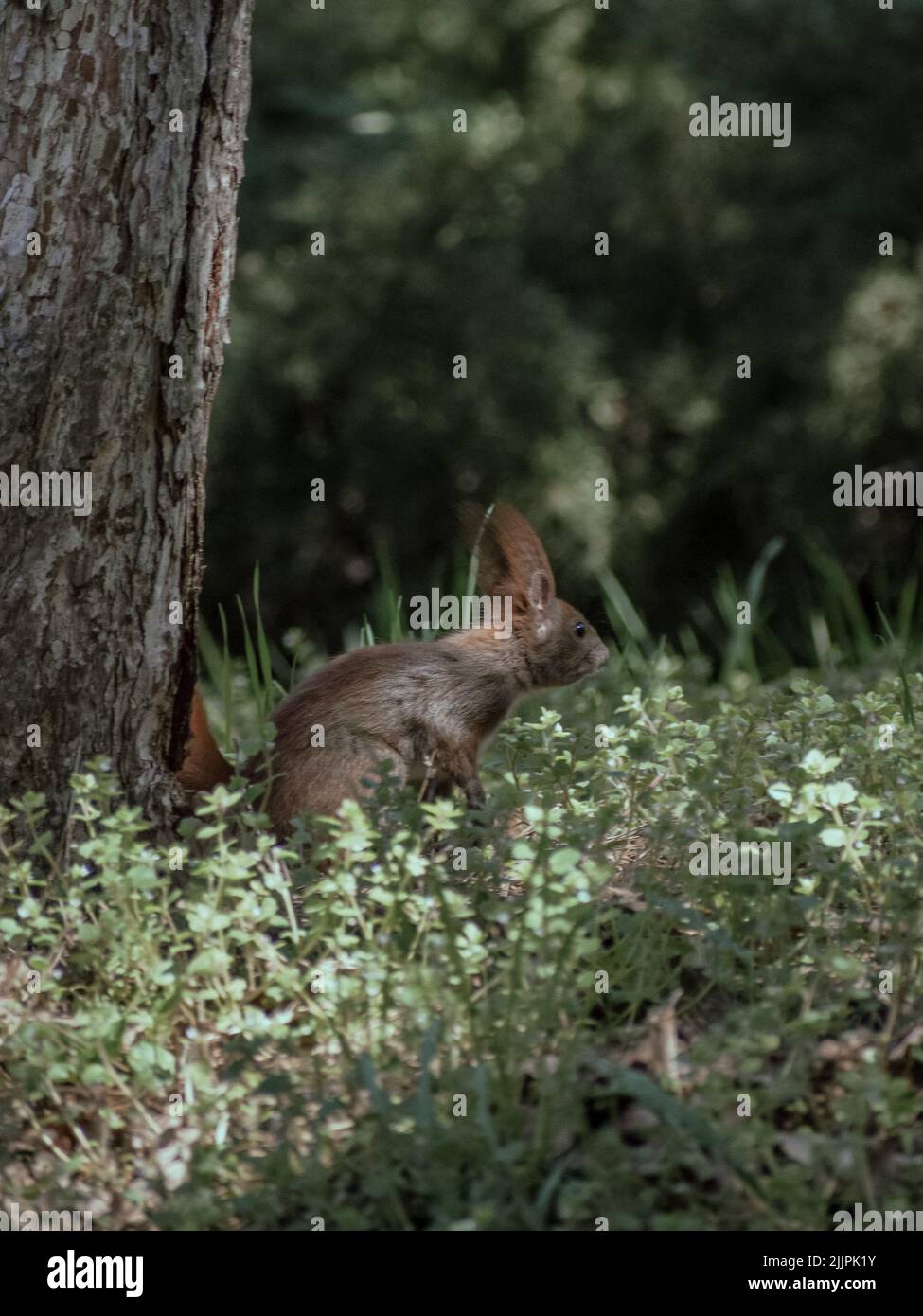 Rabbit species hi-res stock photography and images - Alamy