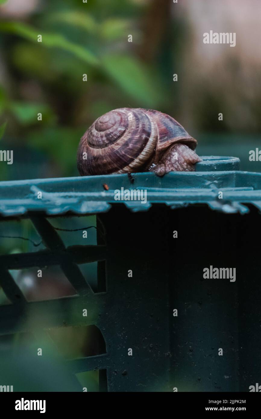 Structure of snail hi-res stock photography and images - Alamy