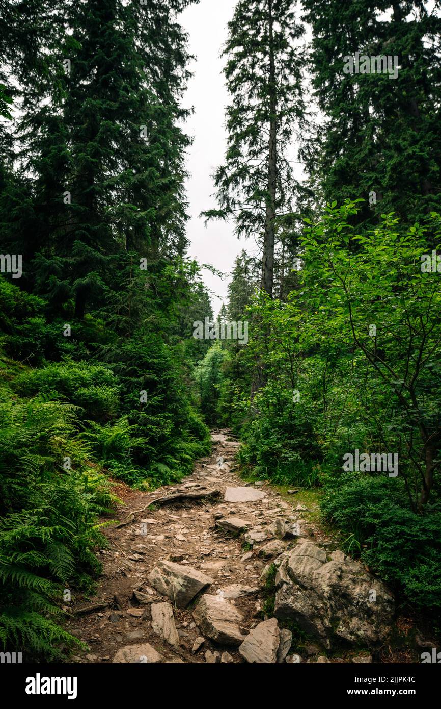 A vertical view of a pathway surrounded by green trees Stock Photo - Alamy