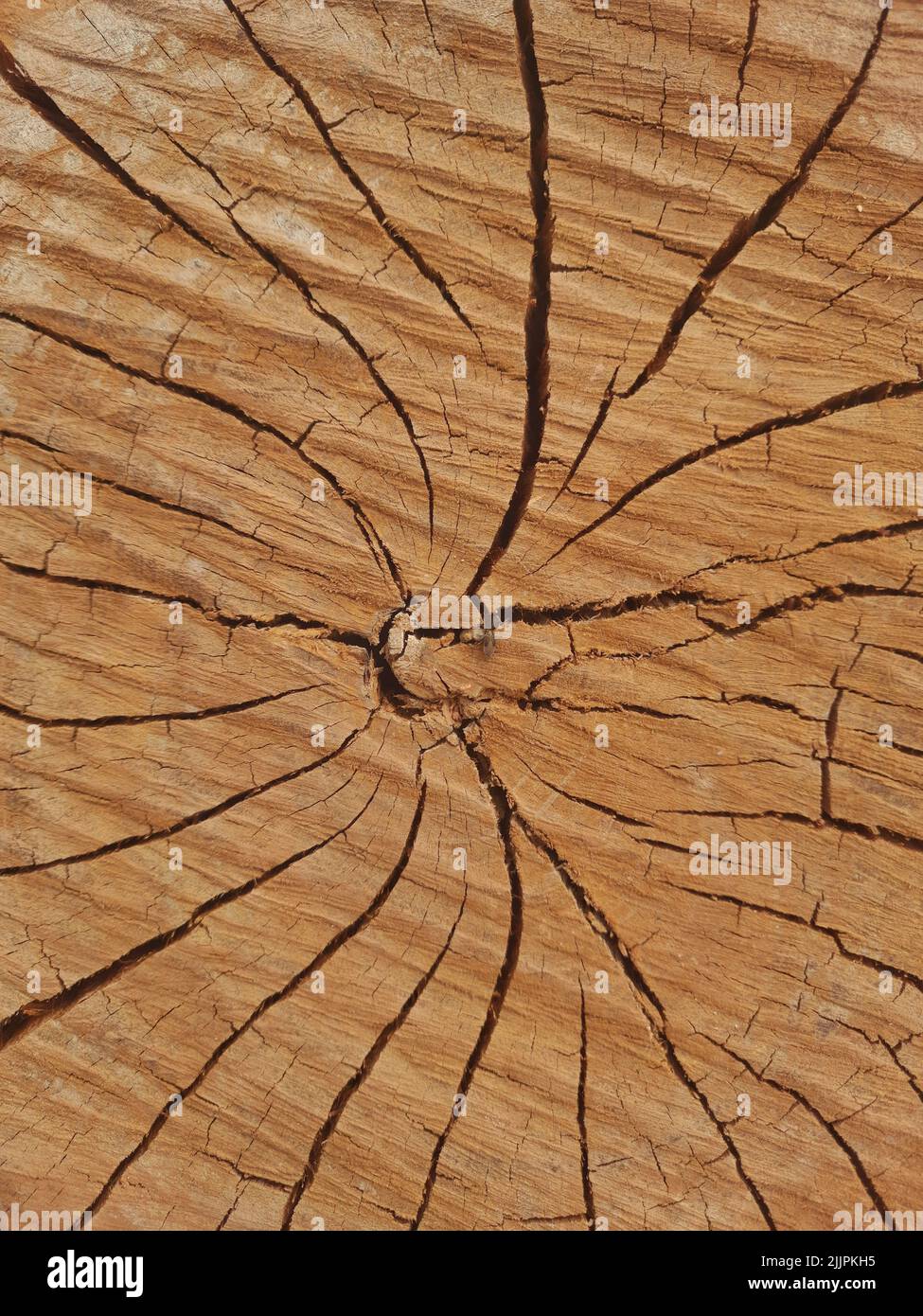 A vertical shot of a tree stem with beautiful symmetrical cracks in it ...