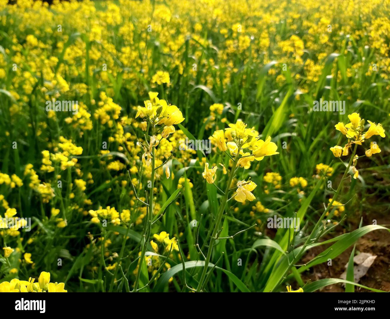 Garden mustard hi-res stock photography and images - Alamy