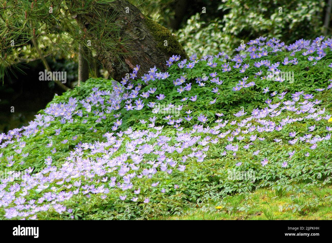Blossom trunk flowers hi-res stock photography and images - Alamy