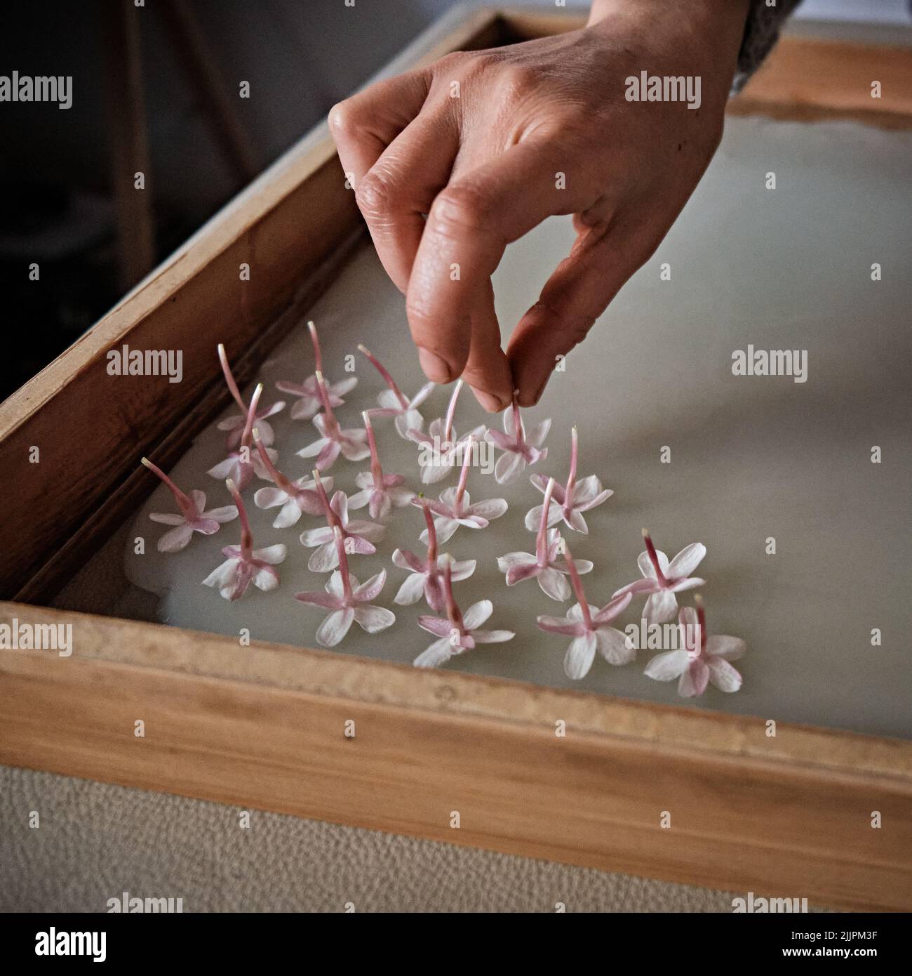 A closeup of Jasmine blossom scent extraction using enfleurage ...