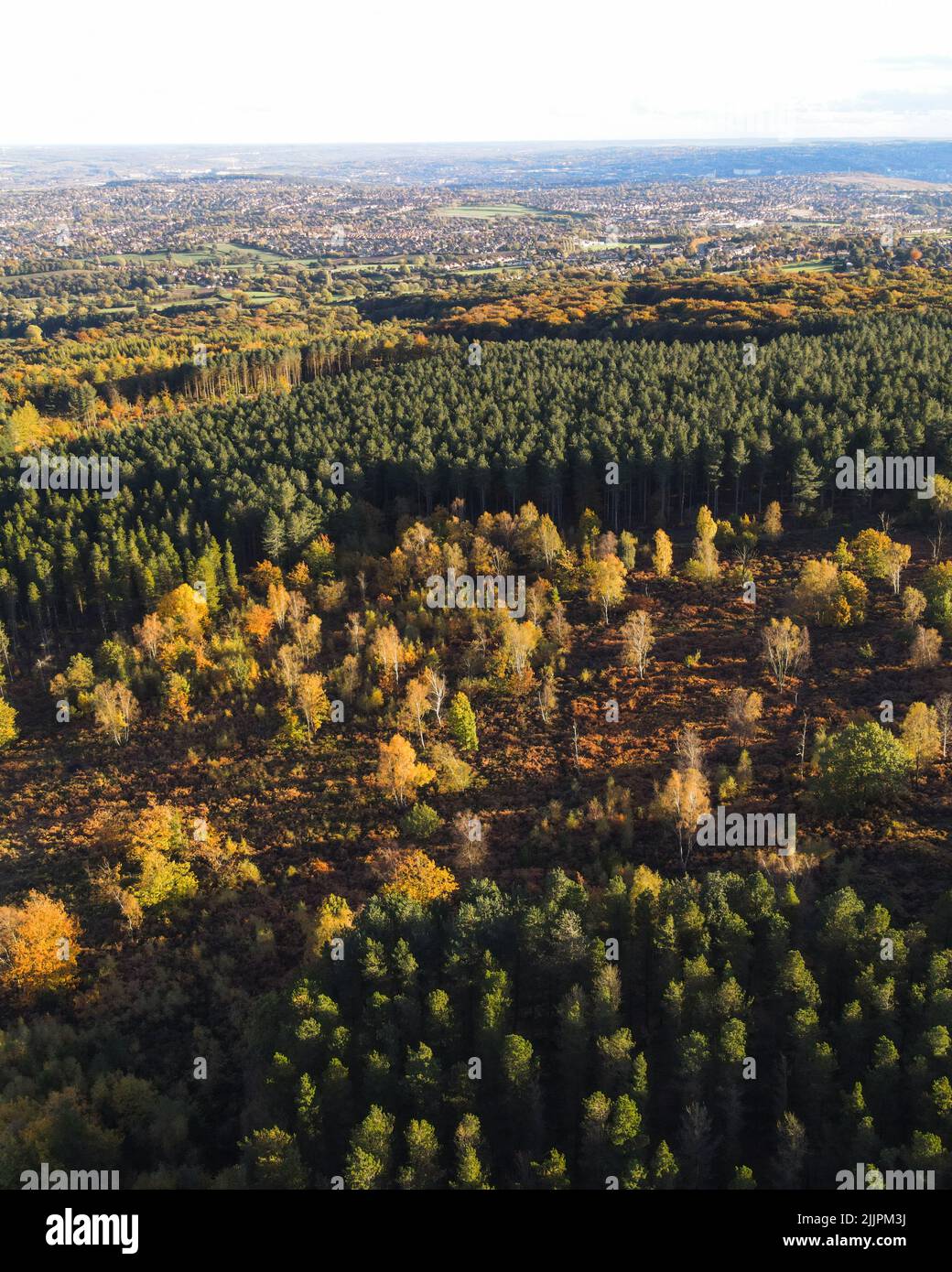 Beautiful vertical shot forest hi-res stock photography and images - Alamy