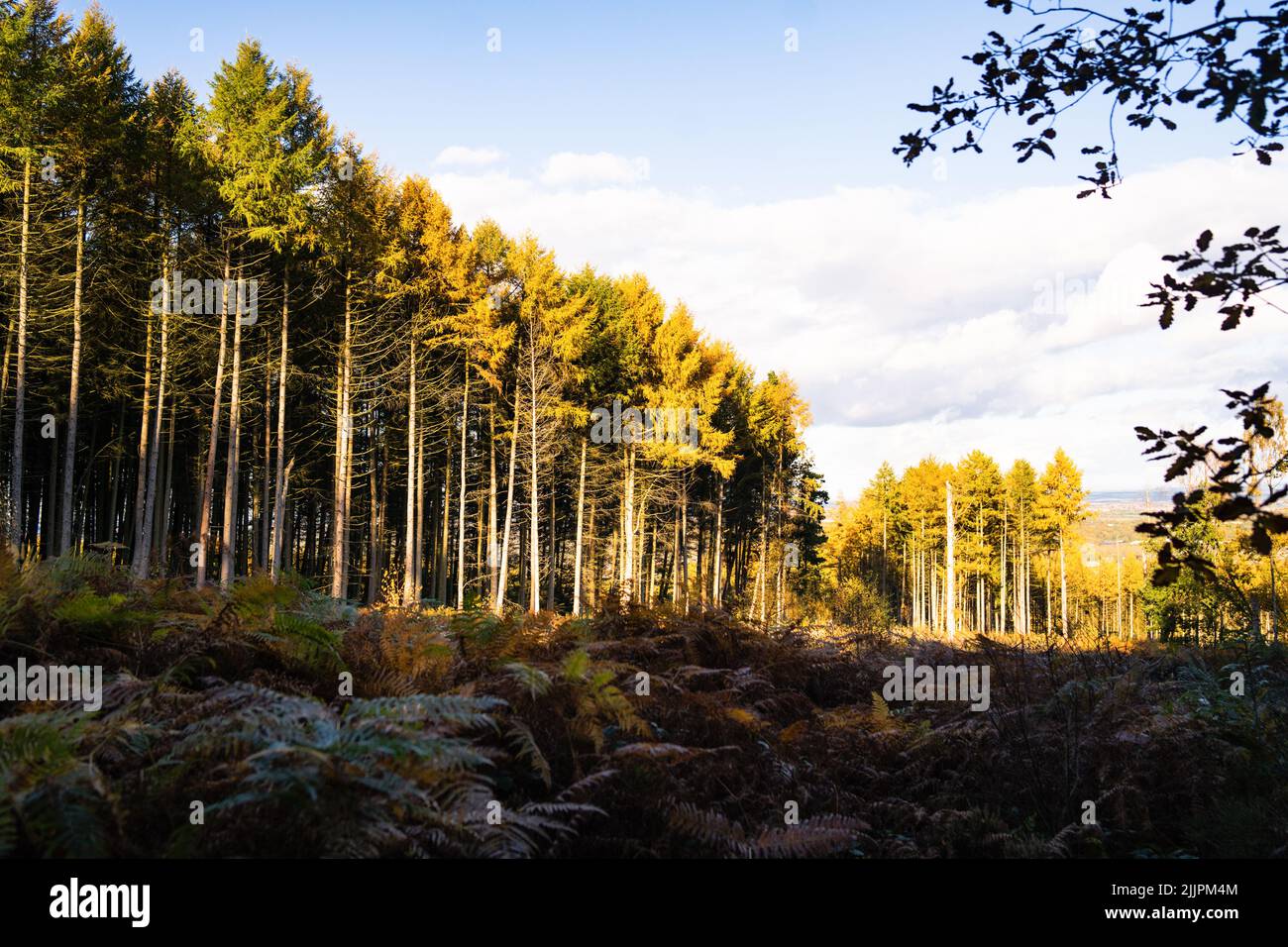 Shot tall trees white hi-res stock photography and images - Alamy