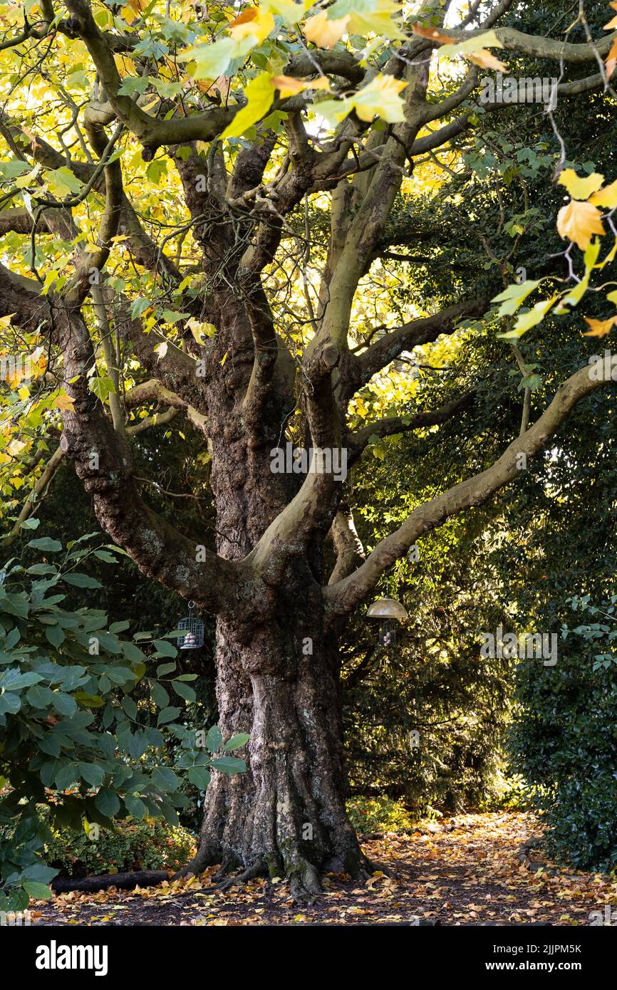 Old yellow tree hi-res stock photography and images - Alamy