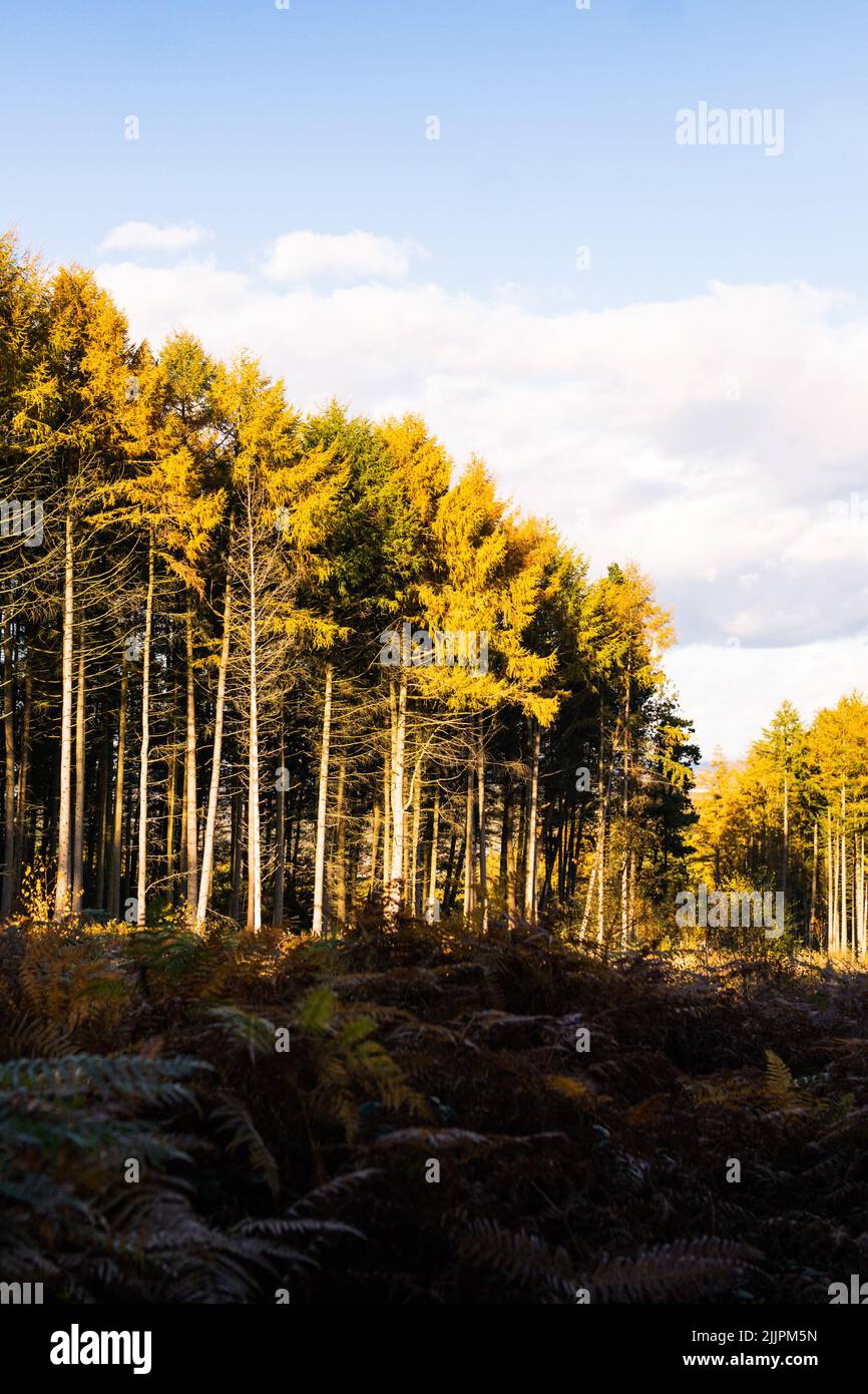 A vertical shot of tall trees in the autumn season Stock Photo - Alamy