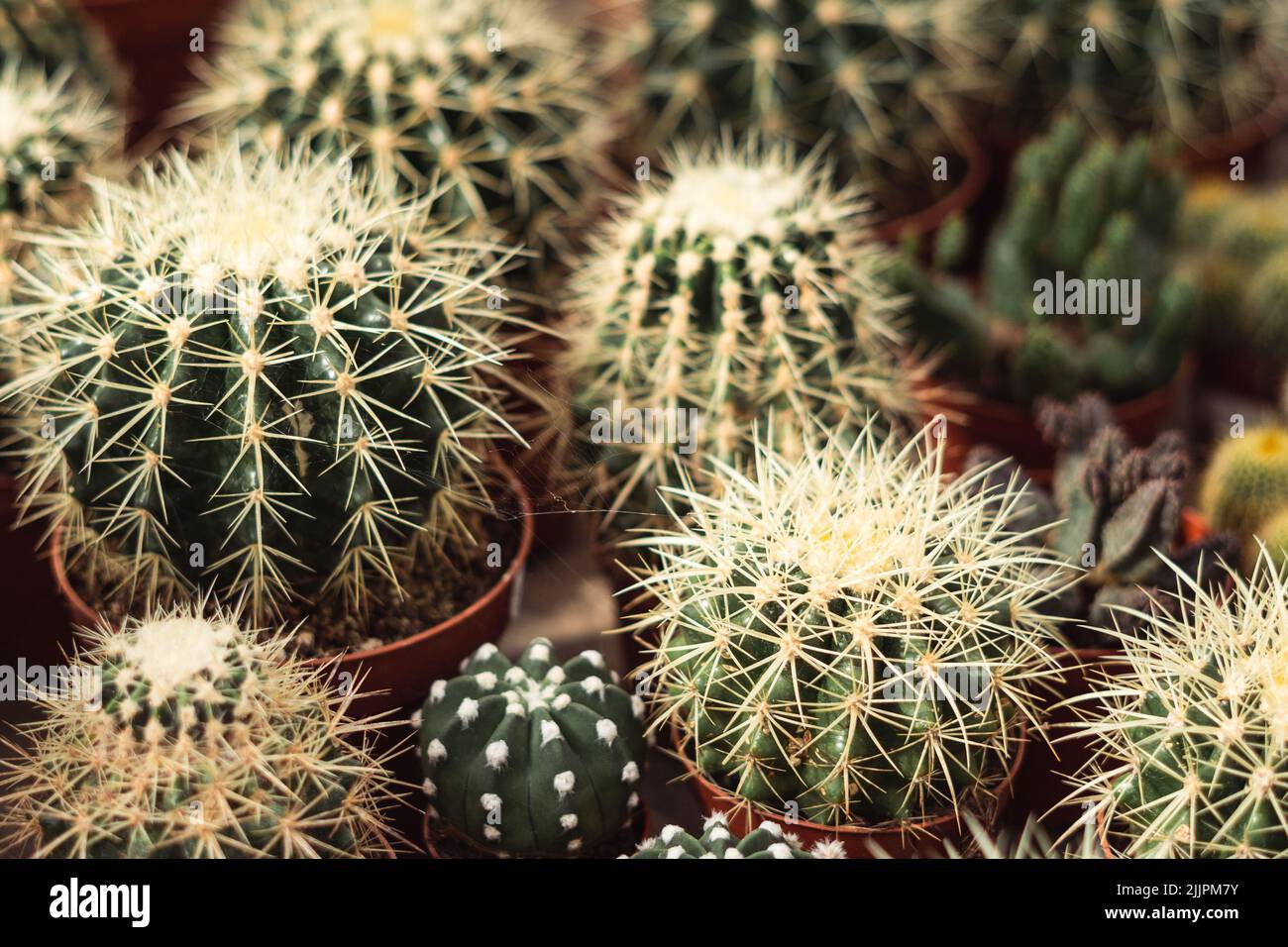 Succulents cacti in pots hi-res stock photography and images - Alamy