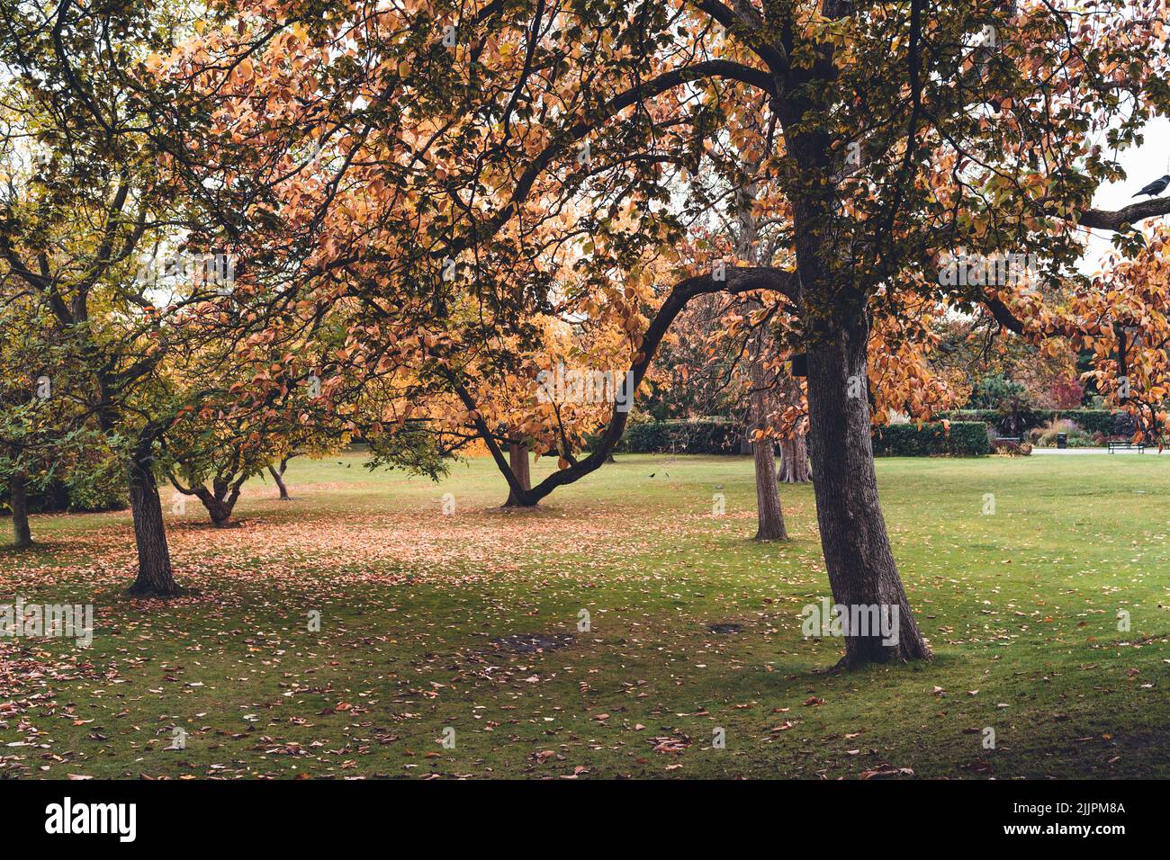 A beautiful shot of autumn trees growing in Sheffield botanical garden ...