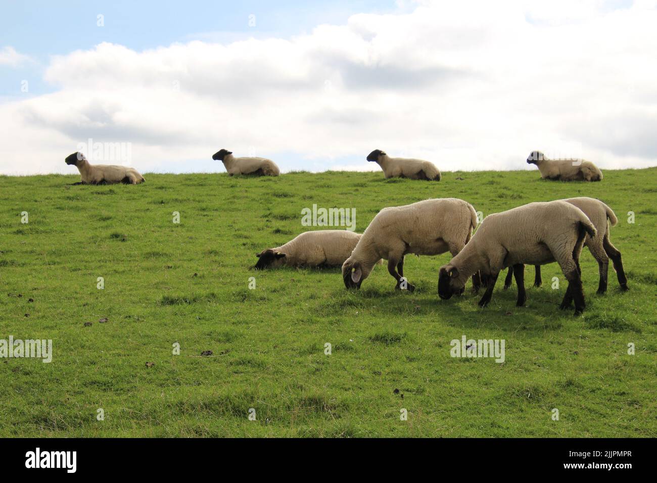 A small flock of sheep with black face grazing on a steppe Stock Photo ...
