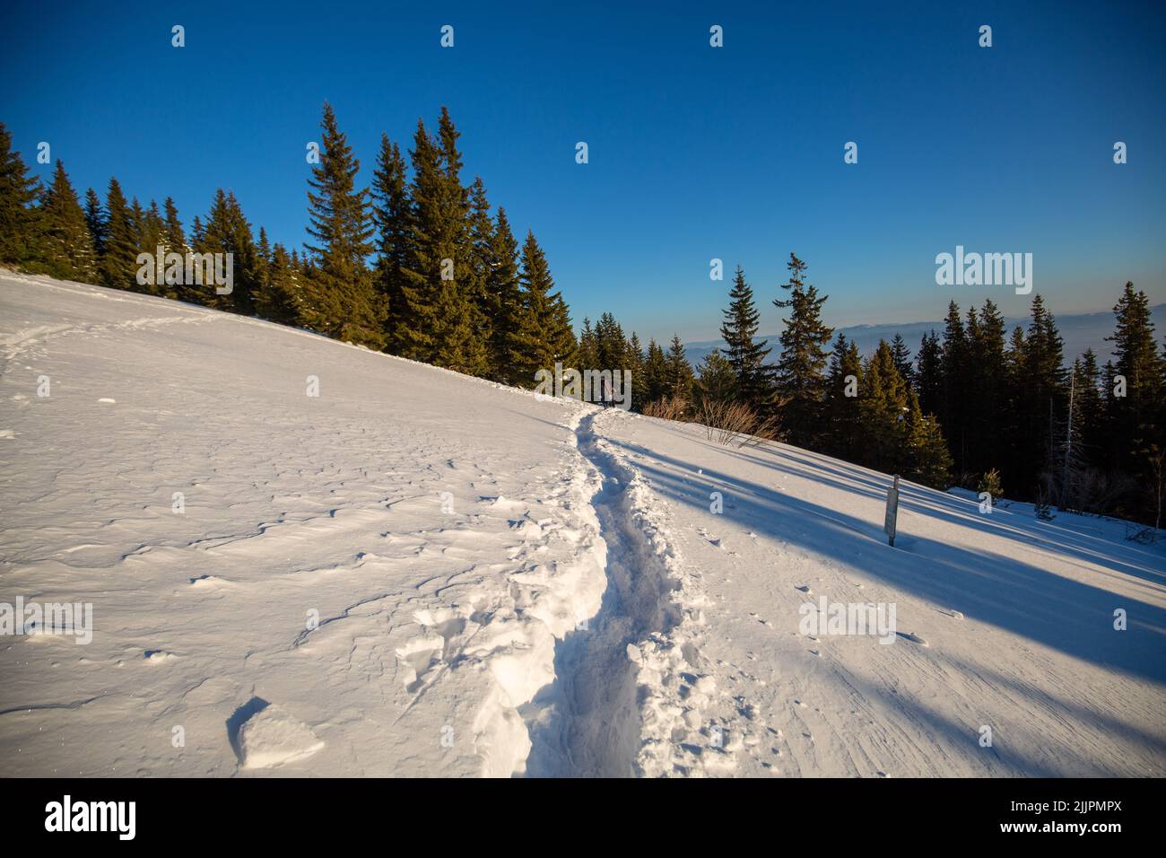 A beautiful pine forest and deep footprints in the snow Stock Photo - Alamy