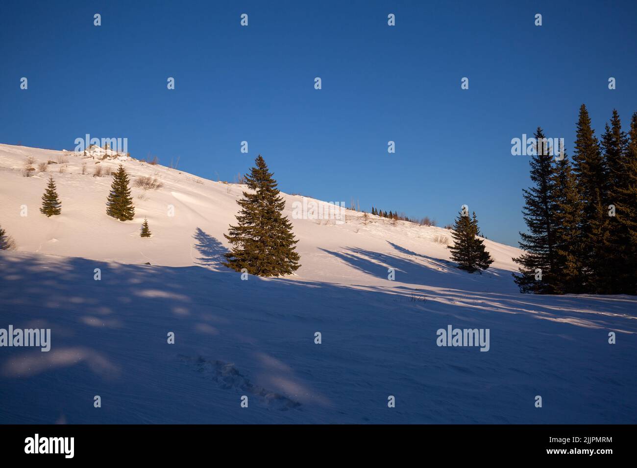 A Beautiful pine trees and a snowy mountainside Stock Photo - Alamy