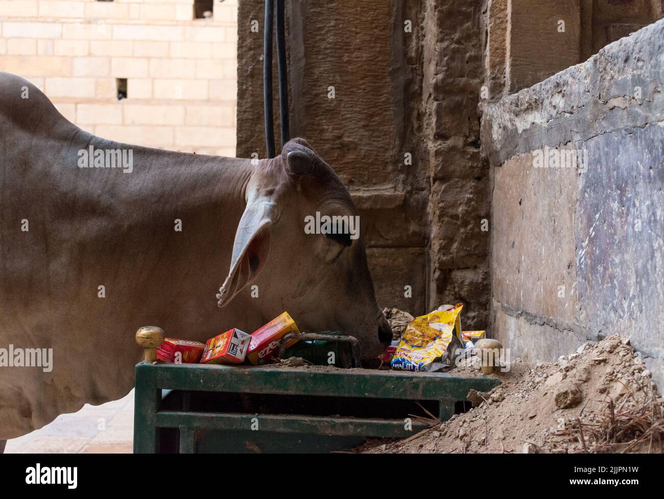 A closeup of a cow eating trash from a garbage bin outdoors Stock Photo ...