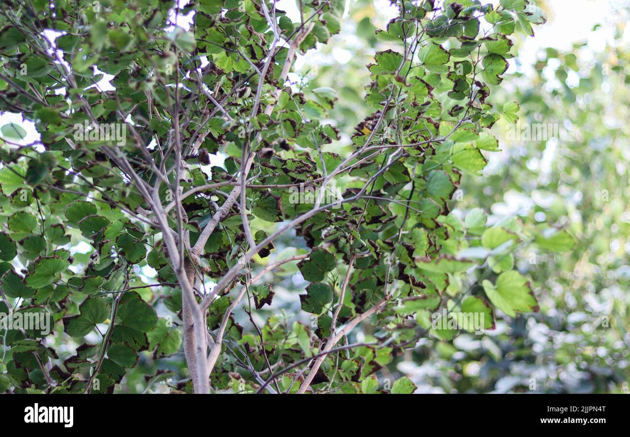 A low angle shot of a tree with damaged leaves Stock Photo - Alamy