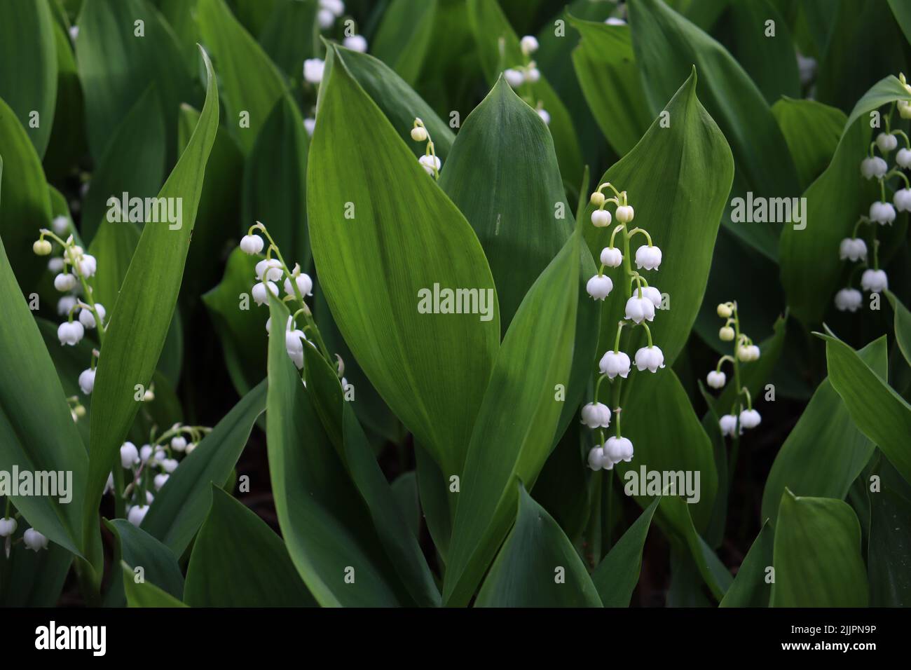 Leaves lily of the valley garden hi-res stock photography and images ...