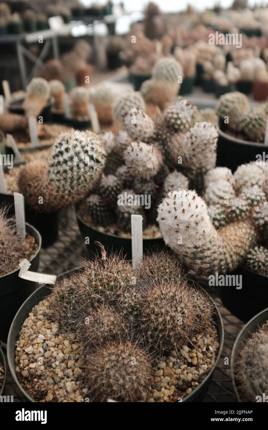 A closeup of cacti inside a greenhouse in West texas Stock Photo - Alamy