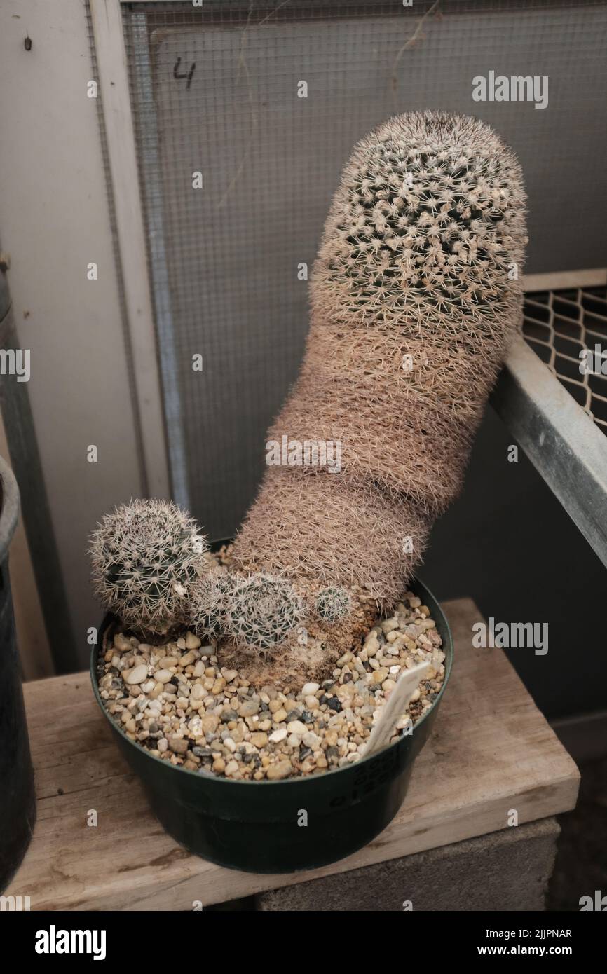 A closeup of a cactus inside a greenhouse in West texas Stock Photo - Alamy