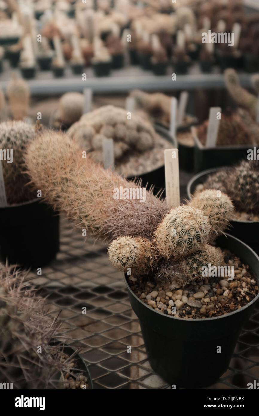 A closeup of cacti inside a greenhouse in West texas Stock Photo - Alamy
