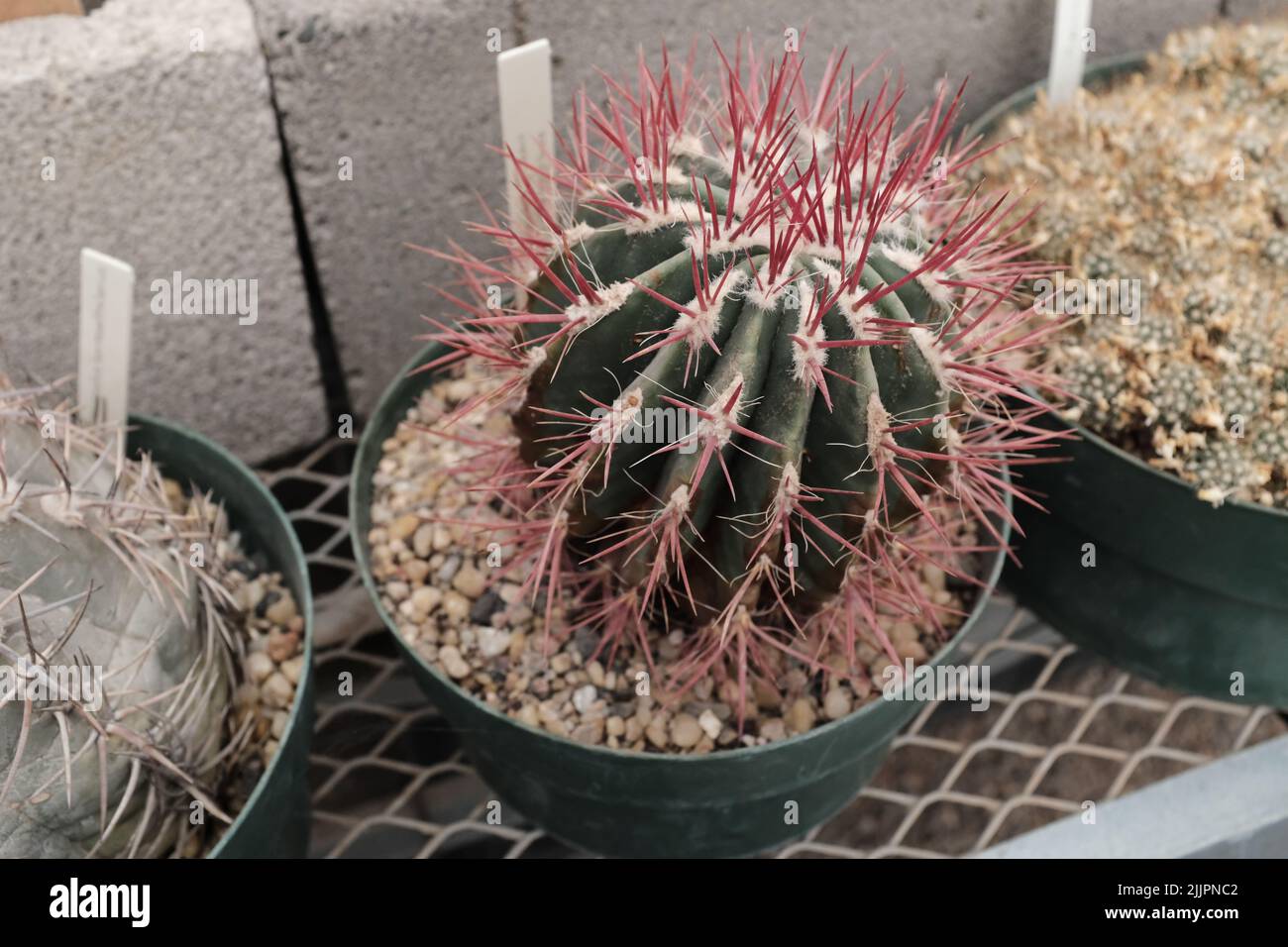A closeup of a cactus inside a greenhouse in West texas Stock Photo - Alamy