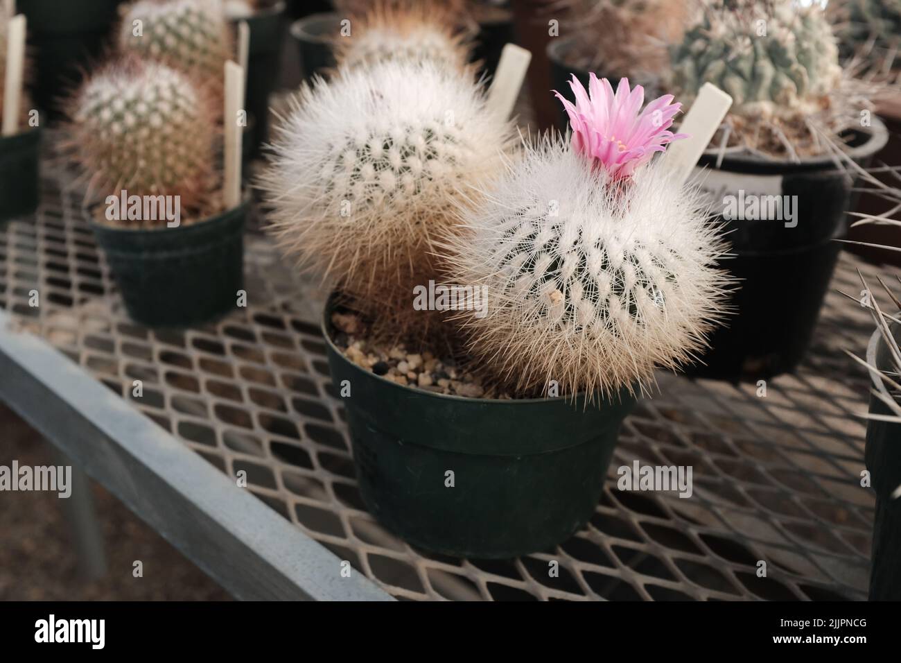 Potted cactus hi-res stock photography and images - Alamy