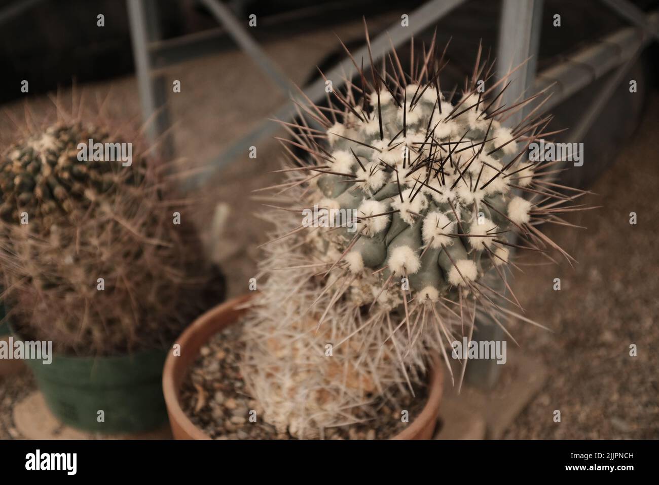 Inside the cactus hi-res stock photography and images - Alamy