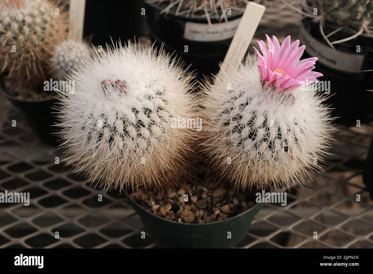 Potted cactus hi-res stock photography and images - Alamy