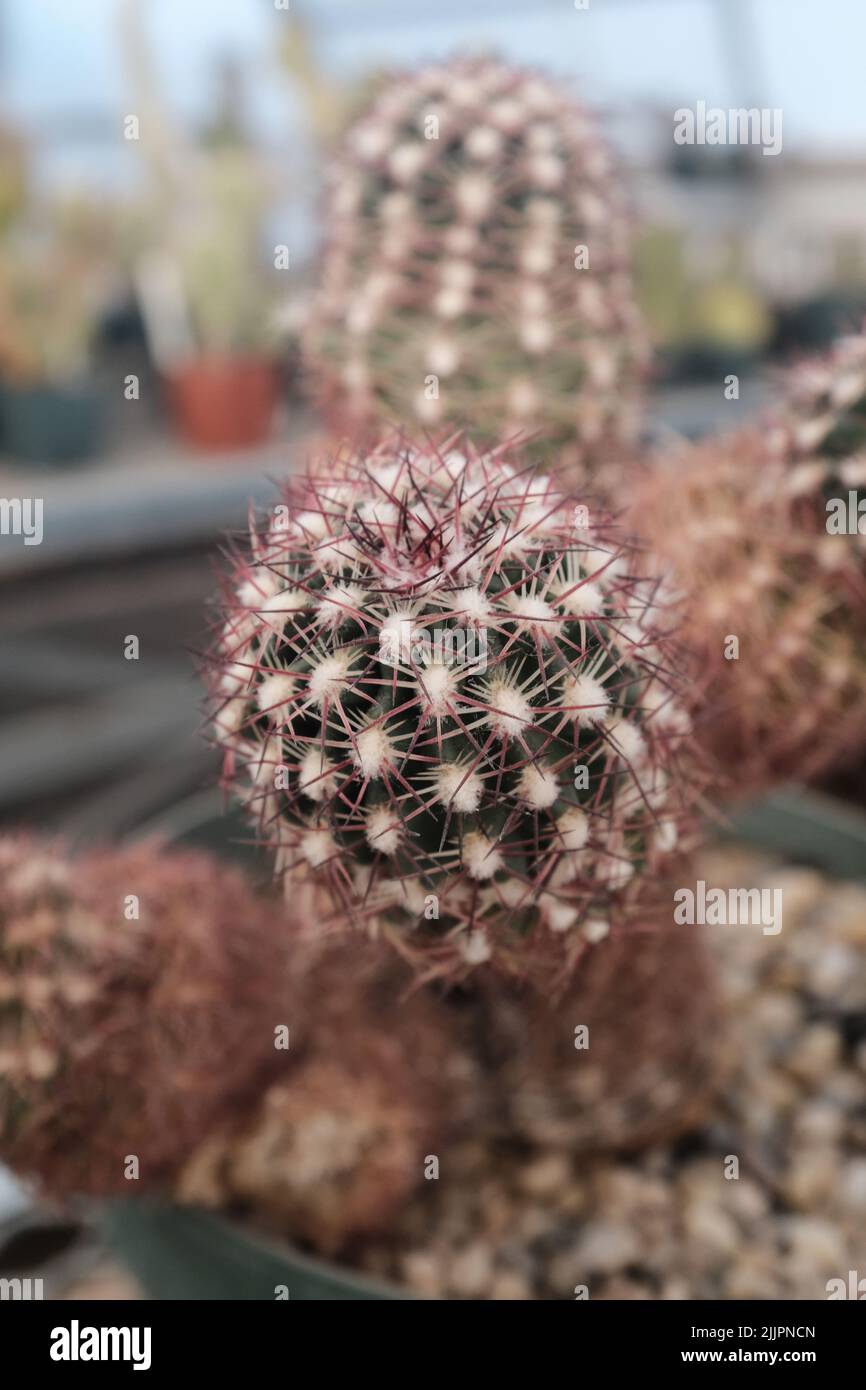 A closeup of a cactus inside a greenhouse in West texas Stock Photo - Alamy