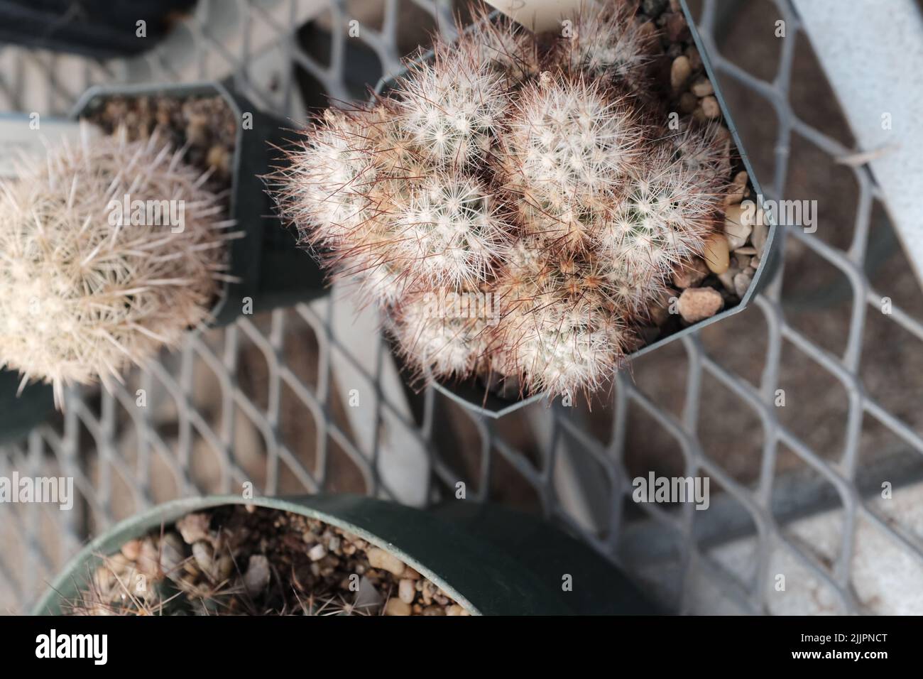 Inside the cactus hi-res stock photography and images - Alamy