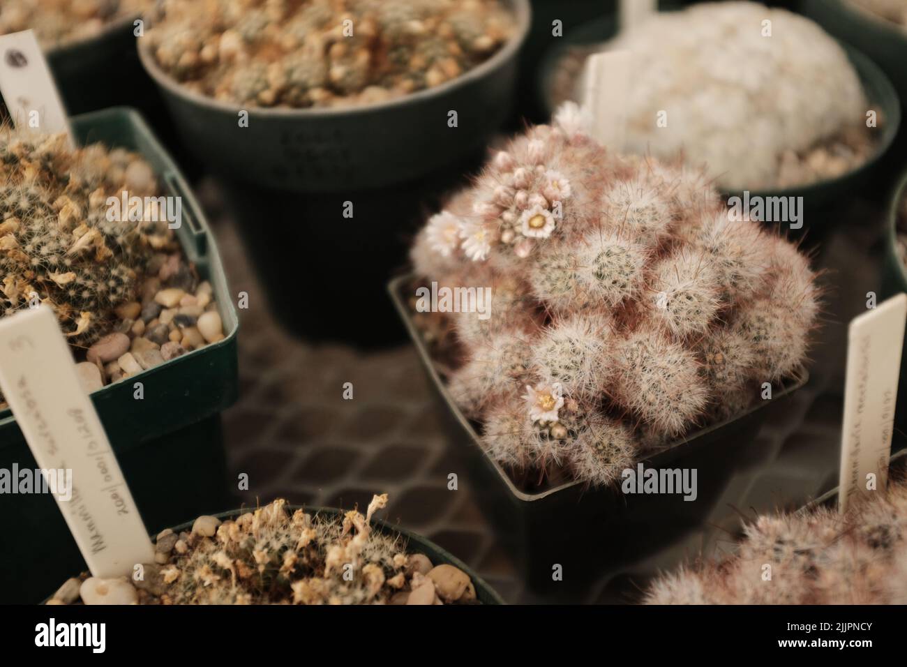 A closeup of cacti inside a greenhouse in West texas Stock Photo - Alamy