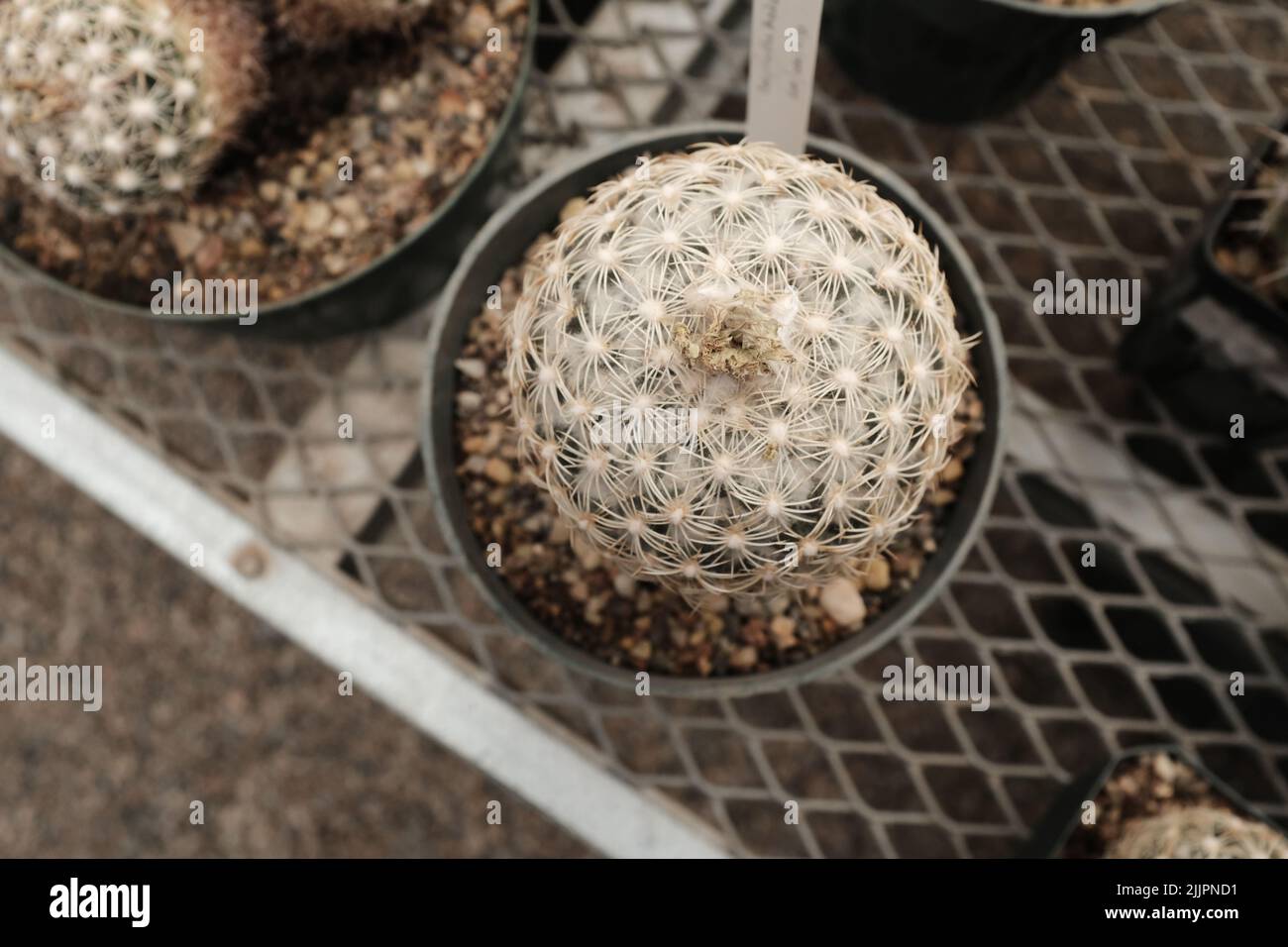 A closeup of cacti inside a greenhouse in West texas Stock Photo - Alamy