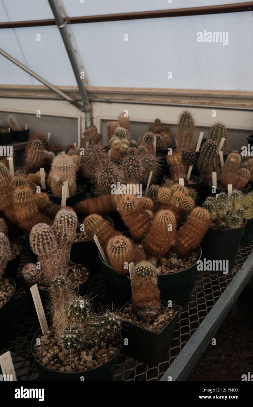 A closeup of cacti inside a greenhouse in West texas Stock Photo - Alamy