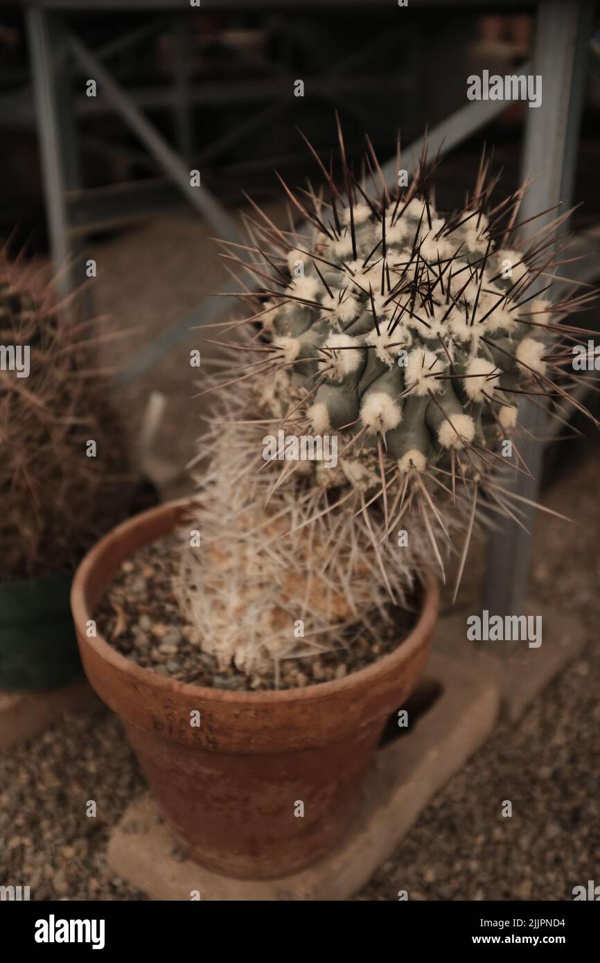 Inside the cactus hi-res stock photography and images - Alamy