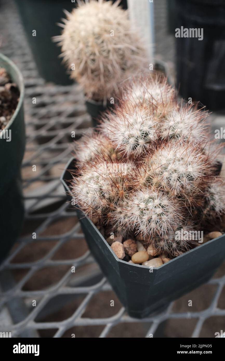 A closeup of a cactus inside a greenhouse in West texas Stock Photo - Alamy