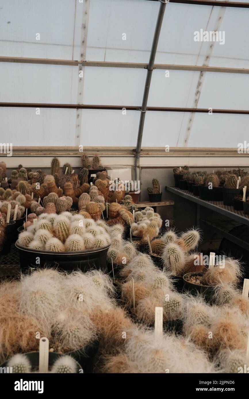 A closeup of cacti inside a greenhouse in West texas Stock Photo - Alamy