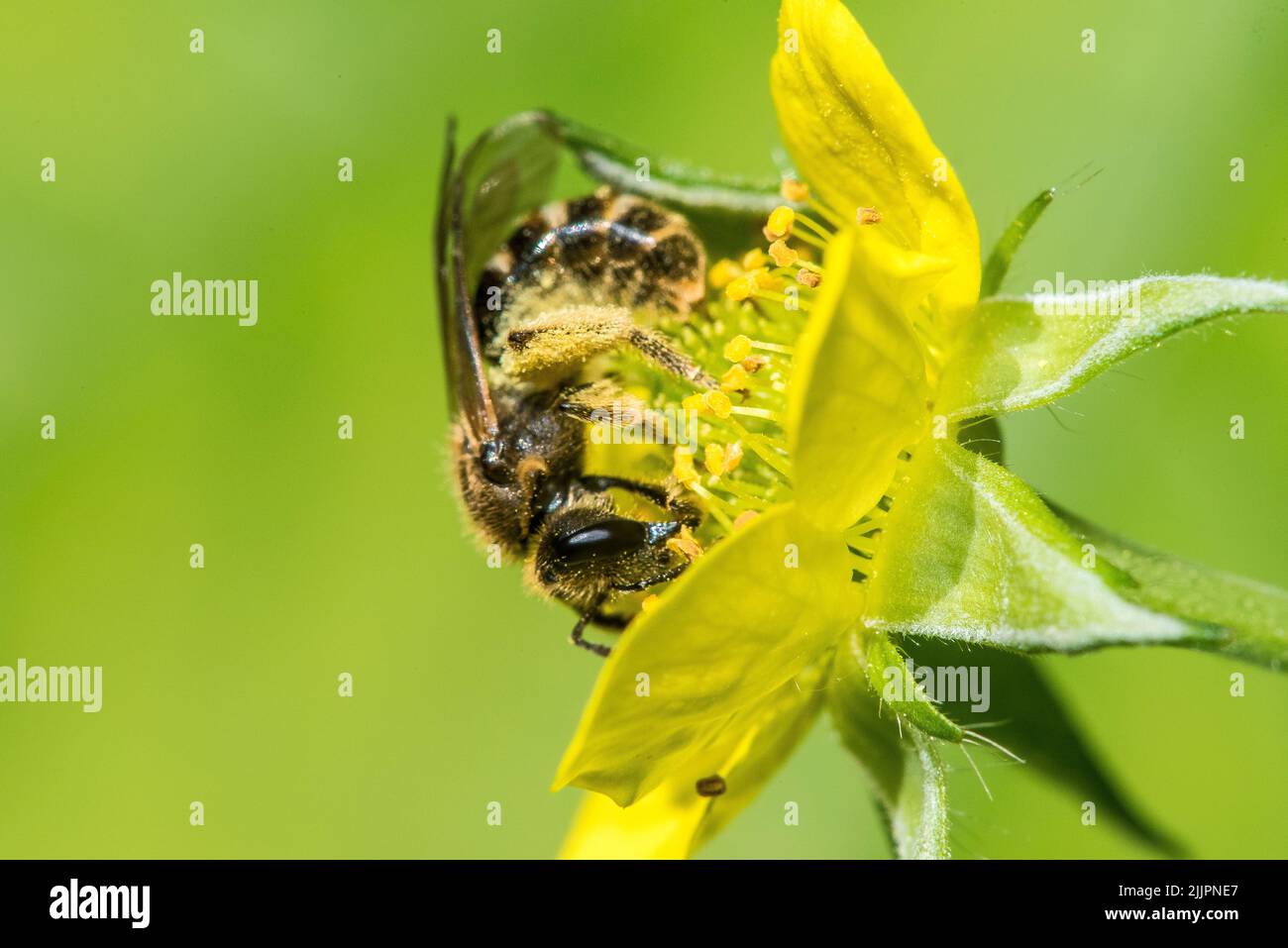 Flowe garden hi-res stock photography and images - Alamy