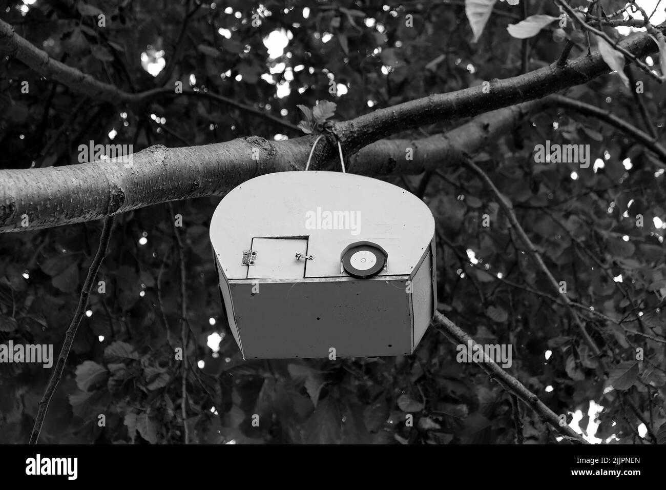 Hanging tree Black and White Stock Photos & Images - Alamy