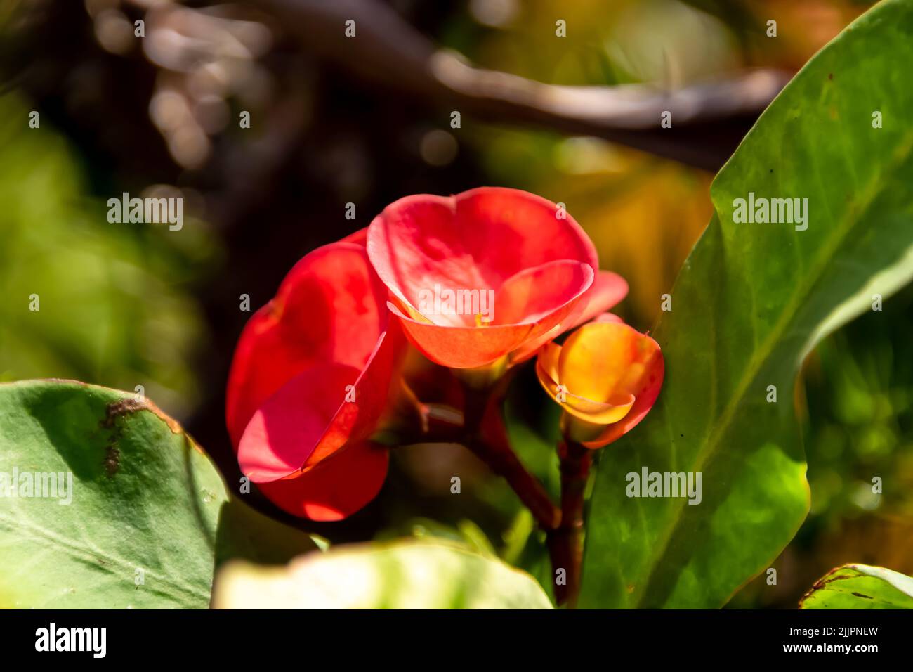 A red flower in the Isabel del Torres National Park, Dominican Republic ...