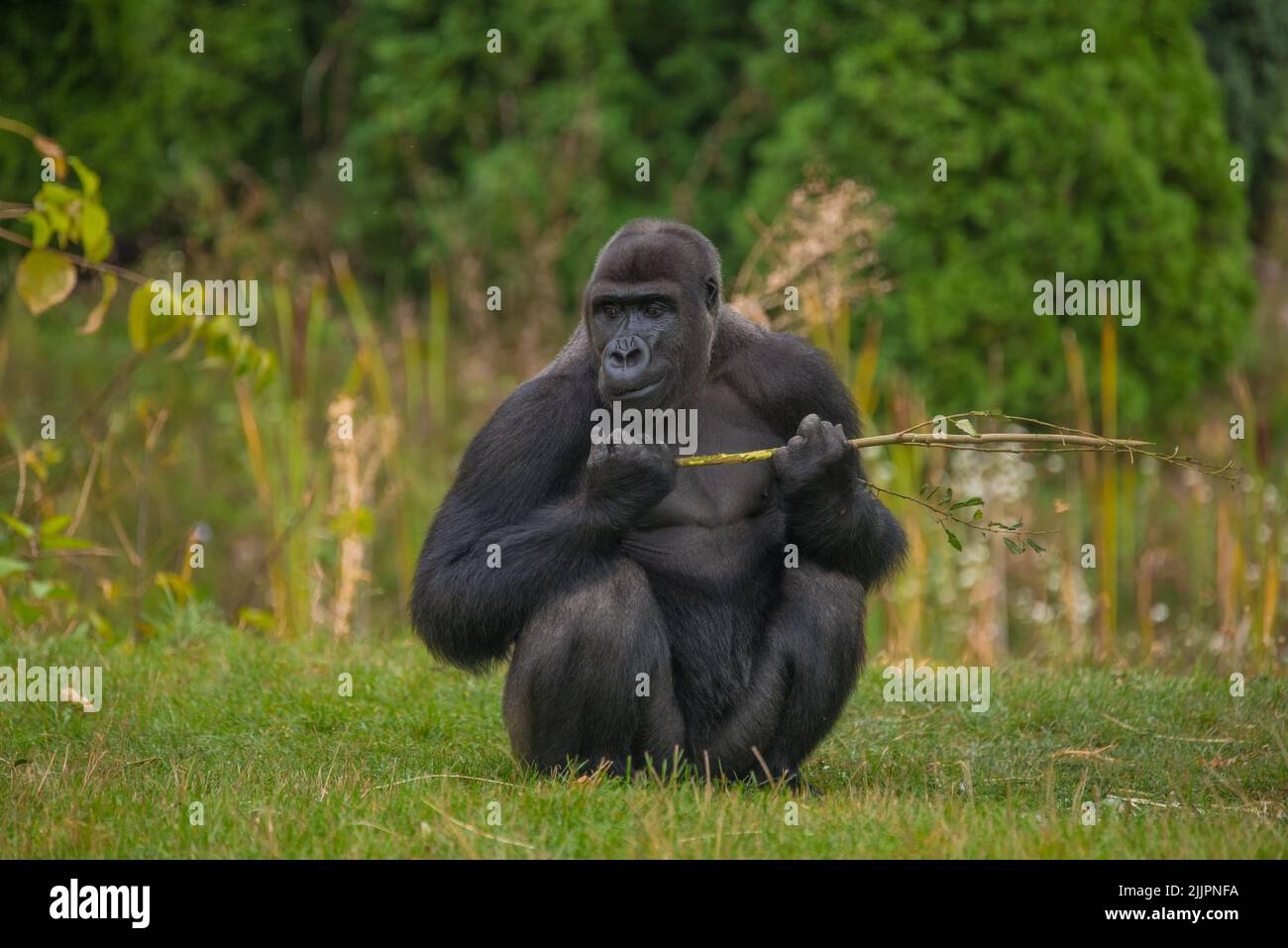 Gorilla habitat conservation hi-res stock photography and images - Alamy
