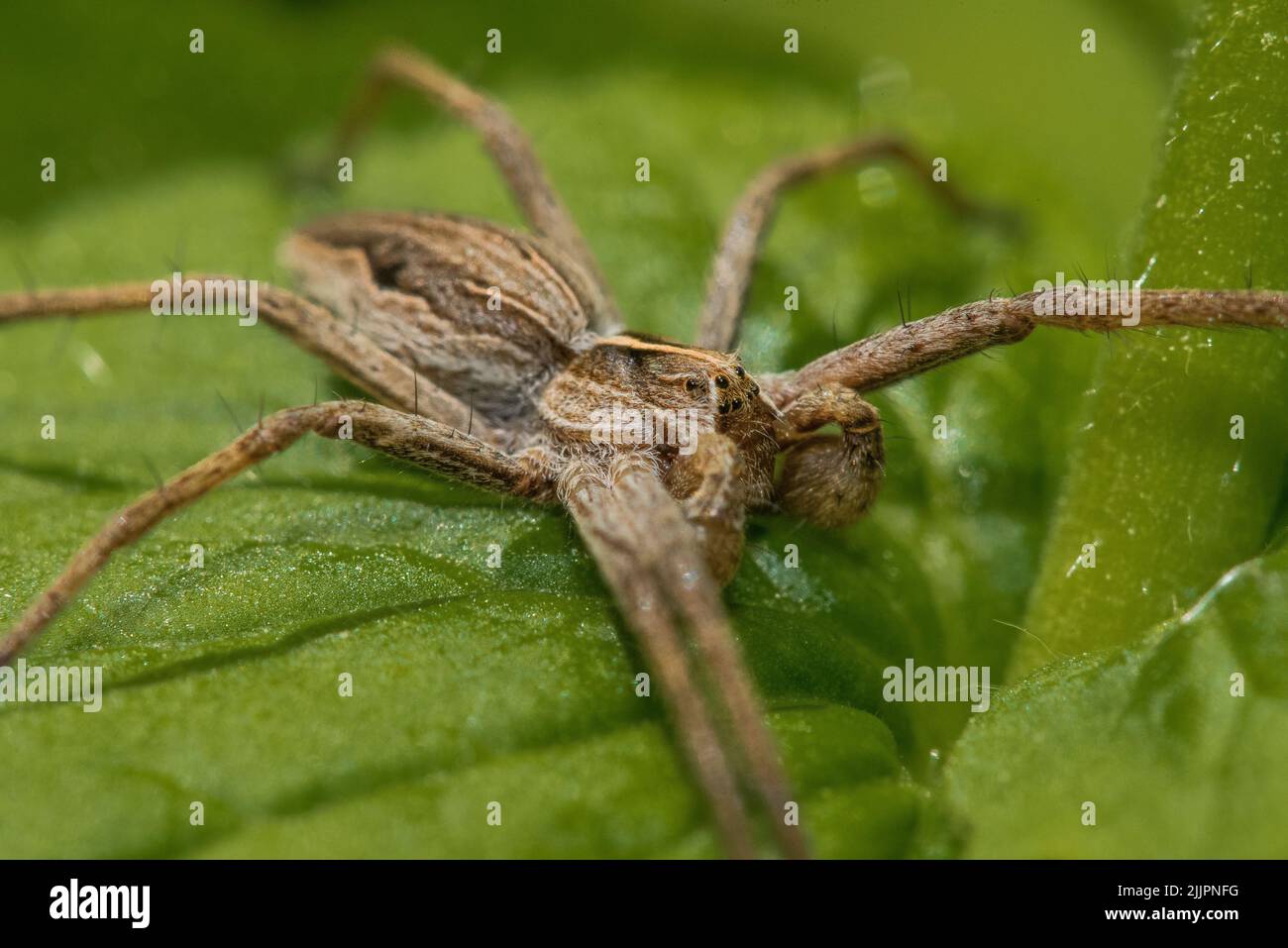 Wolf spiders hi-res stock photography and images - Alamy