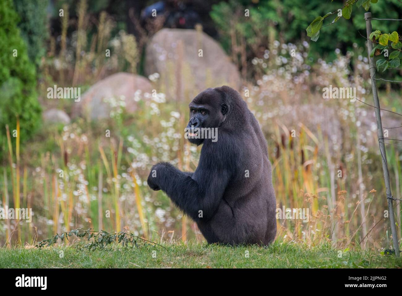 A closeup shot of a gorilla sitting in a forest and looking behind ...