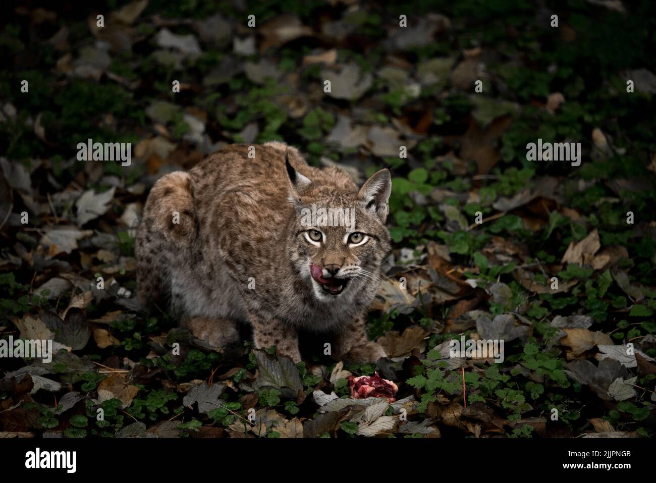 Lynx hunting hi-res stock photography and images - Alamy