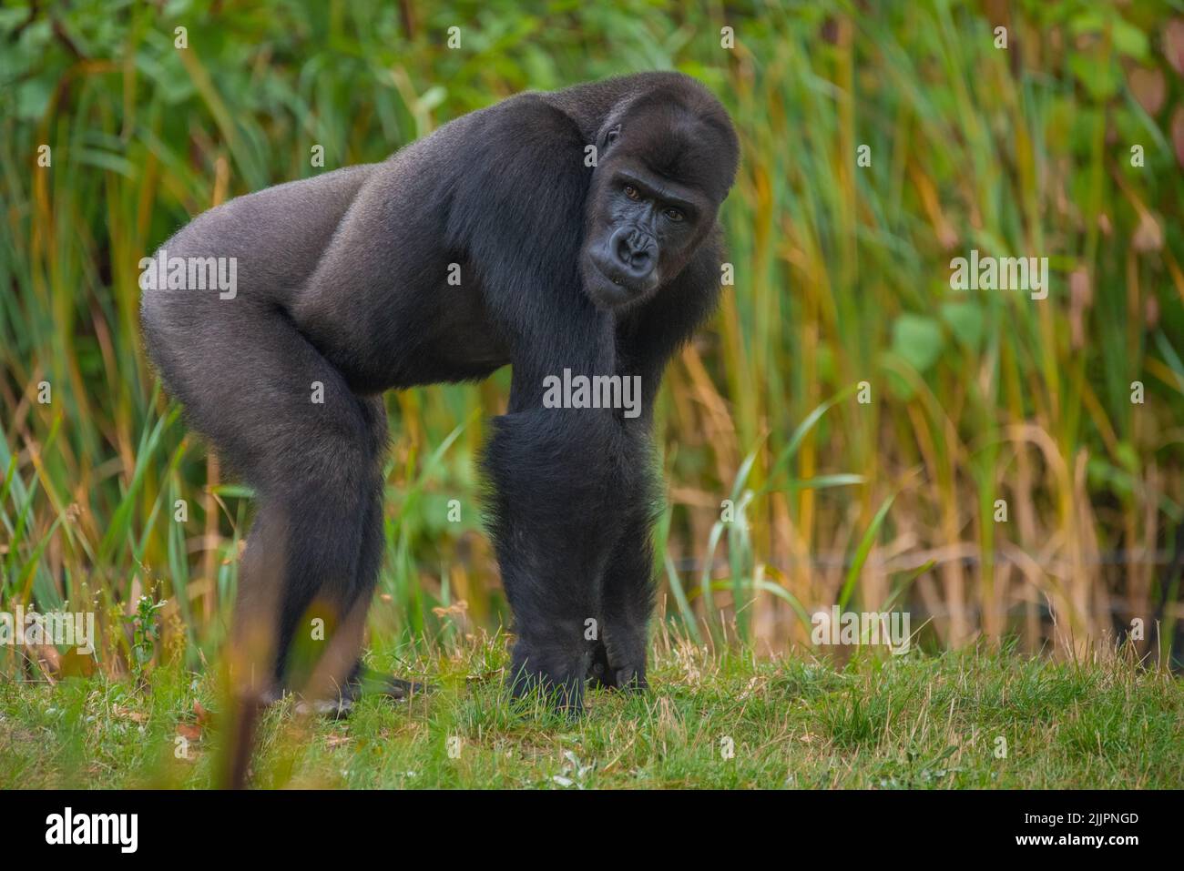 A side view of a furry black gorilla posing in the wild Stock Photo - Alamy
