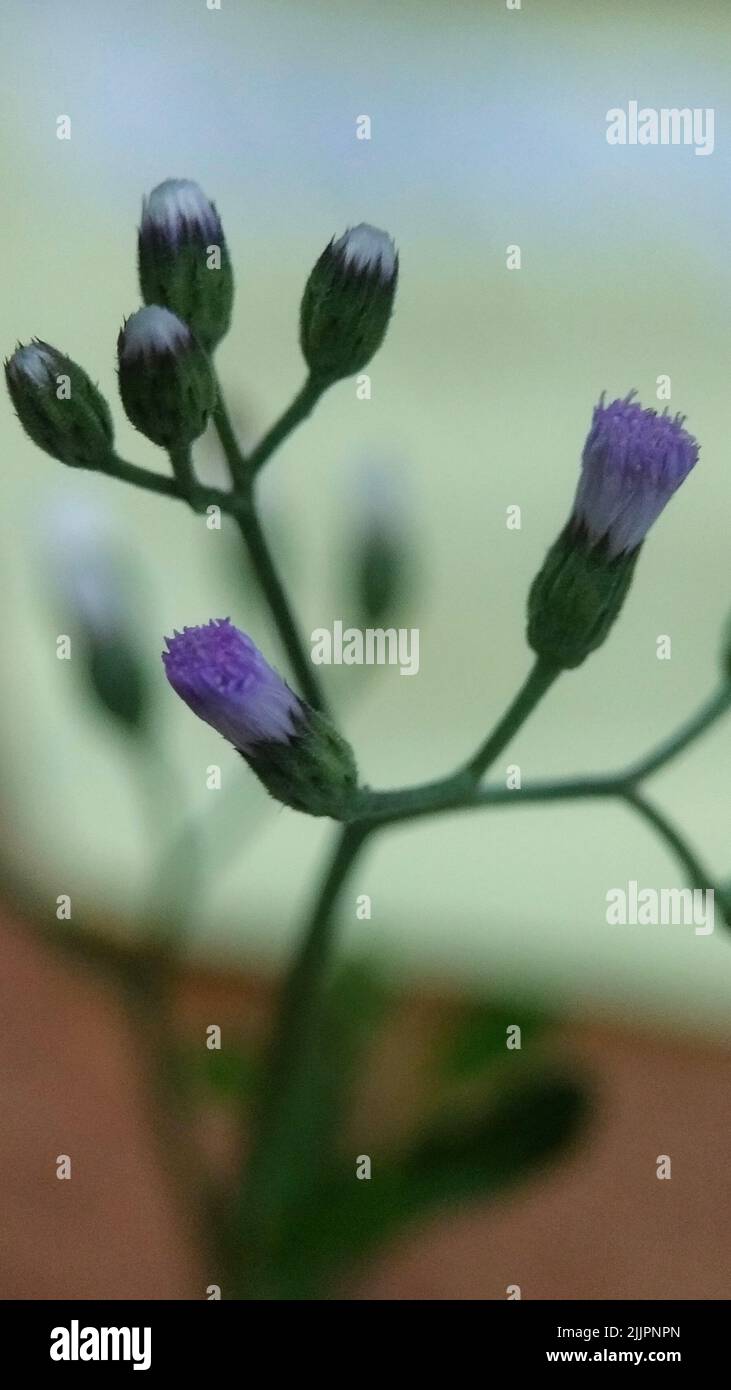 Shot small purple flowers hi-res stock photography and images - Alamy