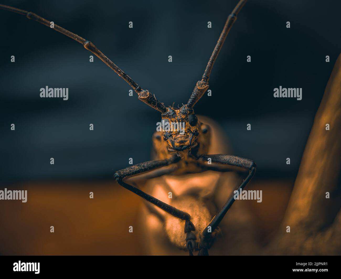 Batocera hi-res stock photography and images - Alamy