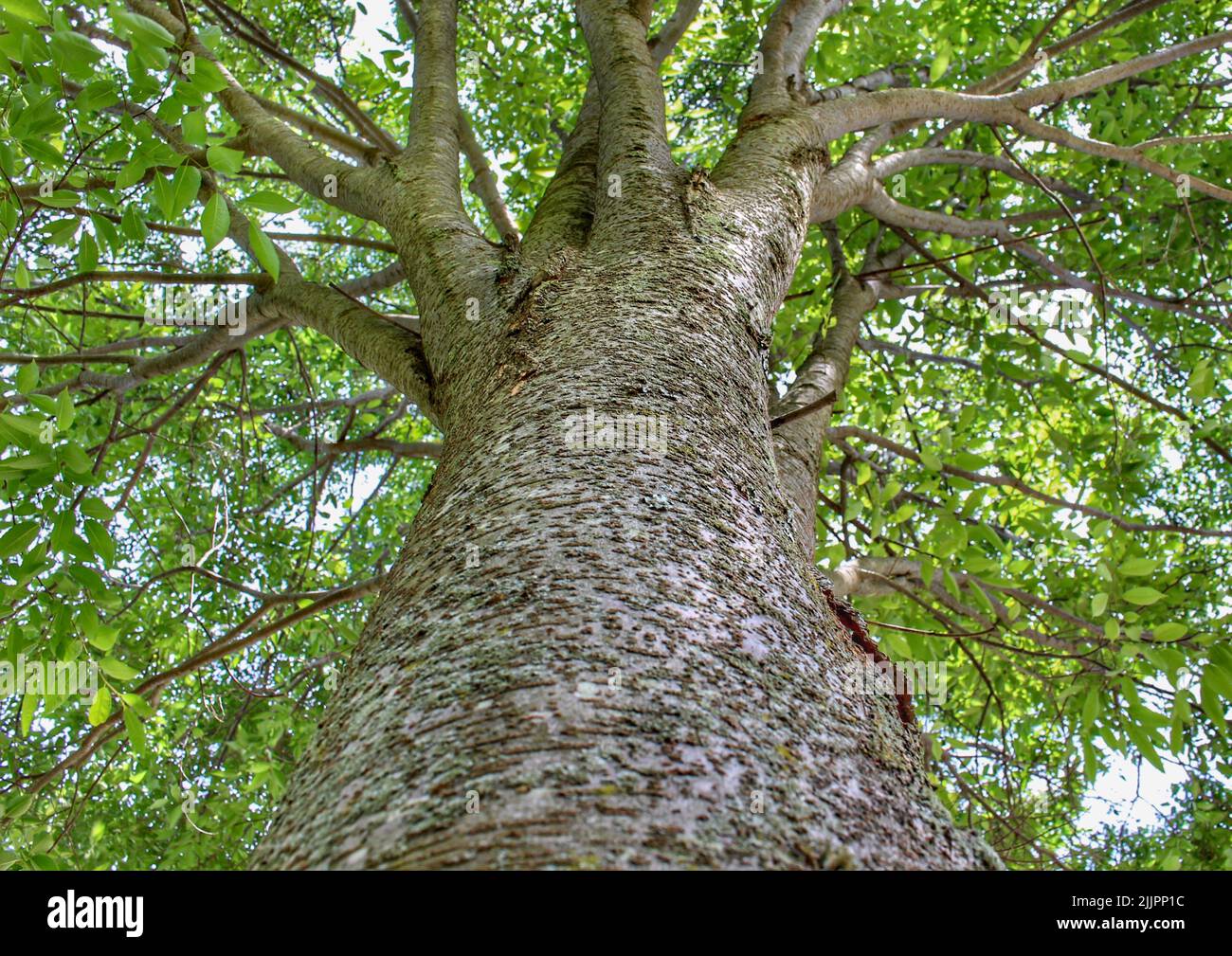 View branched tree hi-res stock photography and images - Alamy