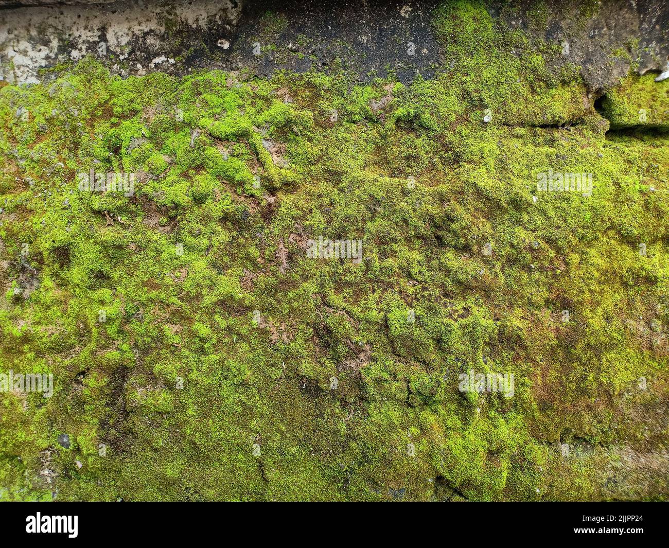 Moss on the wall hi-res stock photography and images - Alamy