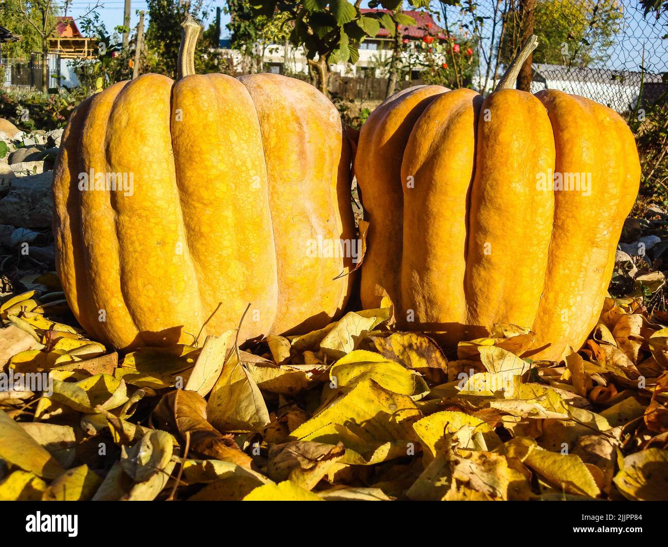 Field vegetables pumpkins hi-res stock photography and images - Alamy